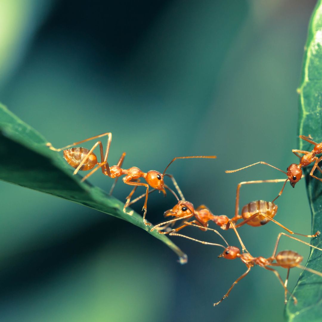 Formigas – O Fascinante Comportamento Coletivo | PICCIP