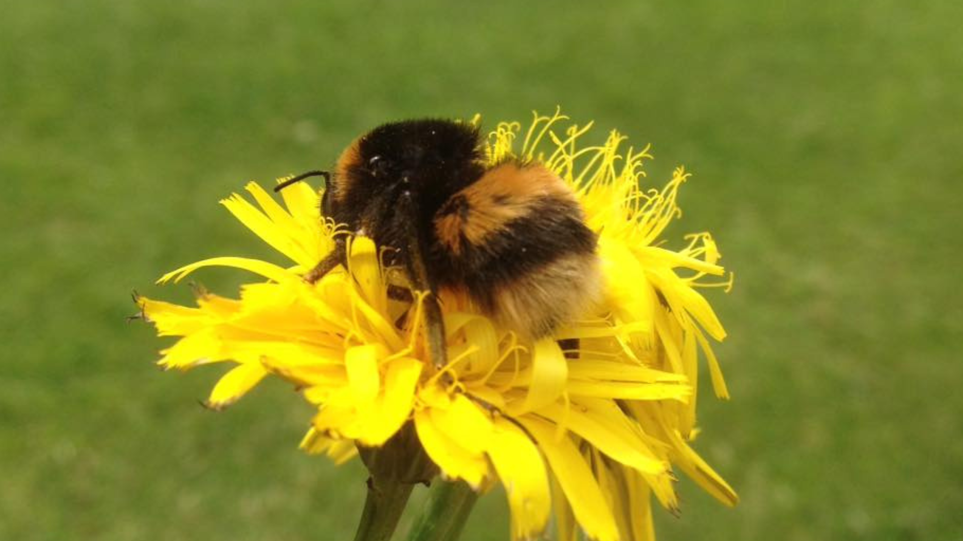 A incrível amizade entre Fiona e Bee: uma história emocionante | PiCCiP