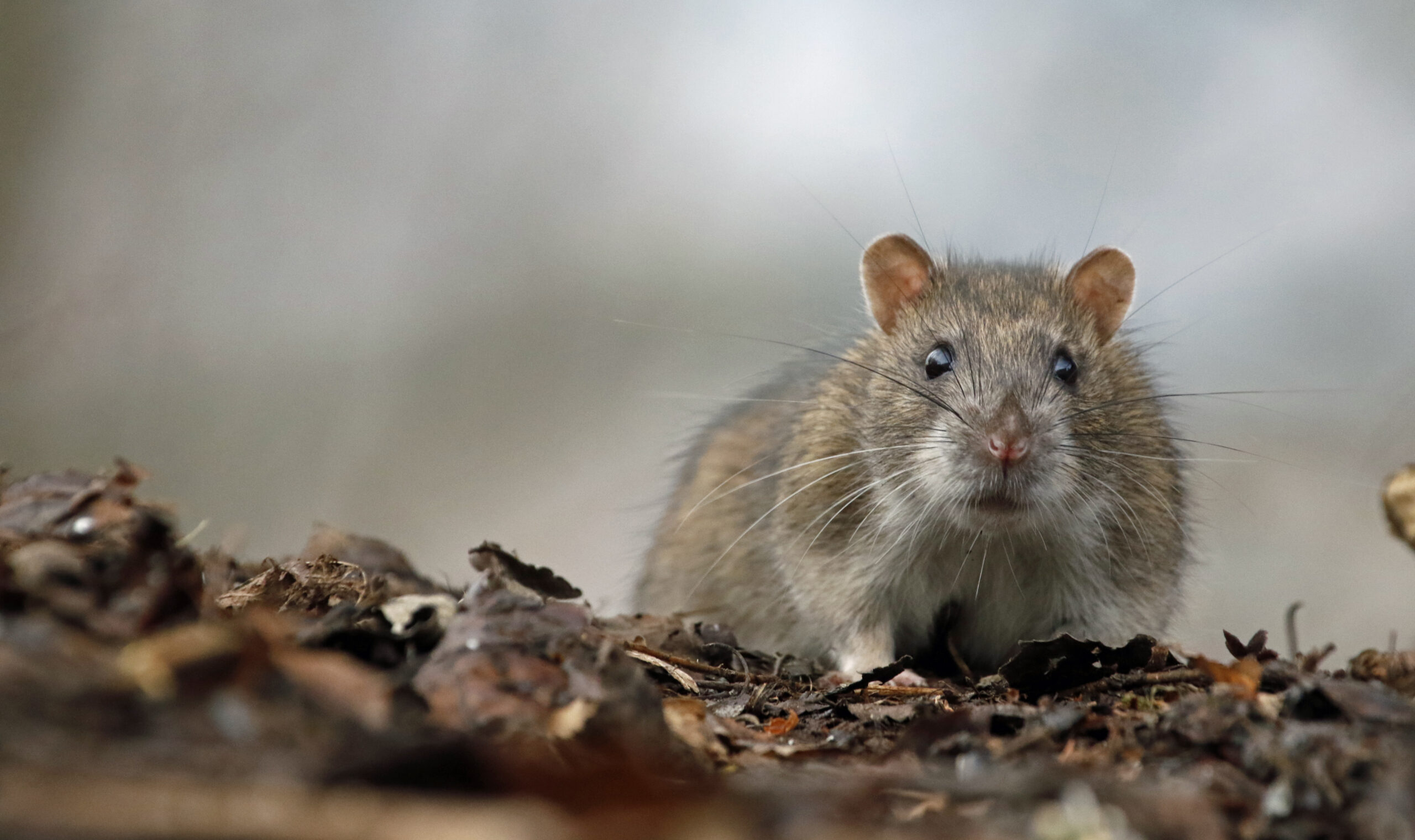 RATOS – AS SUPER CRIATURAS | PICCIP